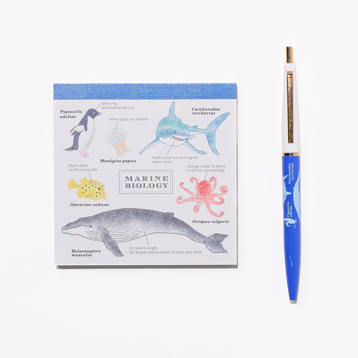 Marine Biology STUDY HOLIC Bundle / GreenFlash – bungu